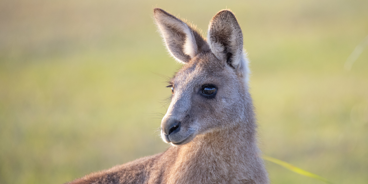 Have you seen a Macropod? | Draft Macropod Conservation Plan | Have ...