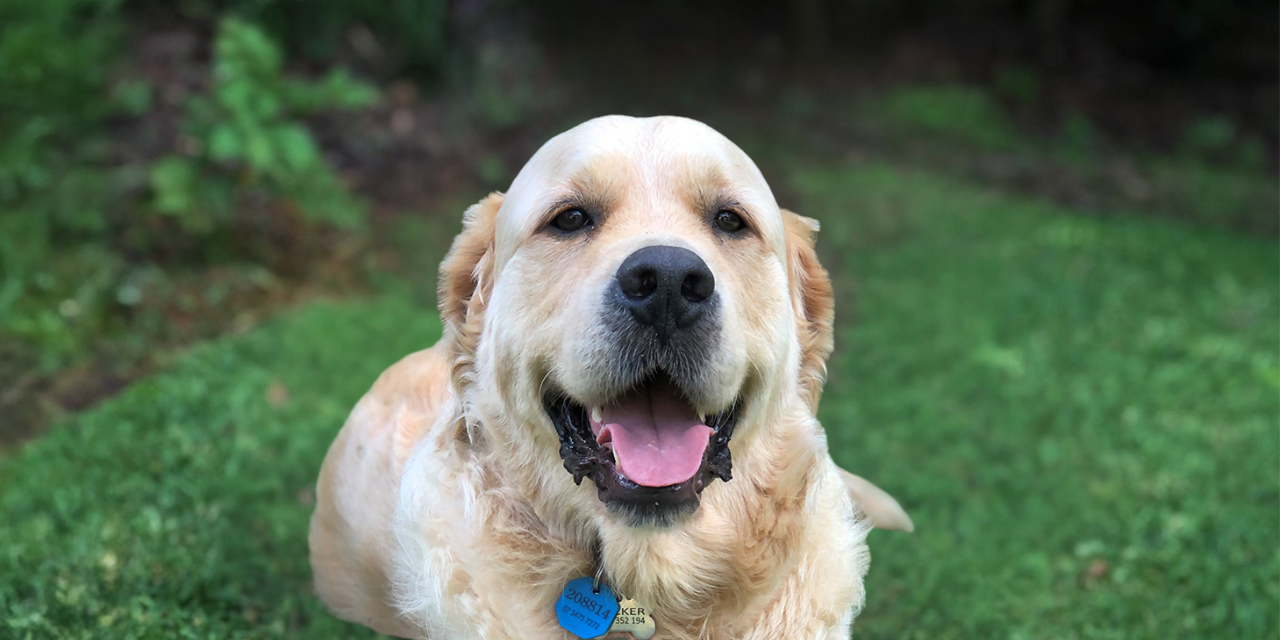 Draft Dog Exercise Area Regional Plan and Network Blueprint | Have your ...