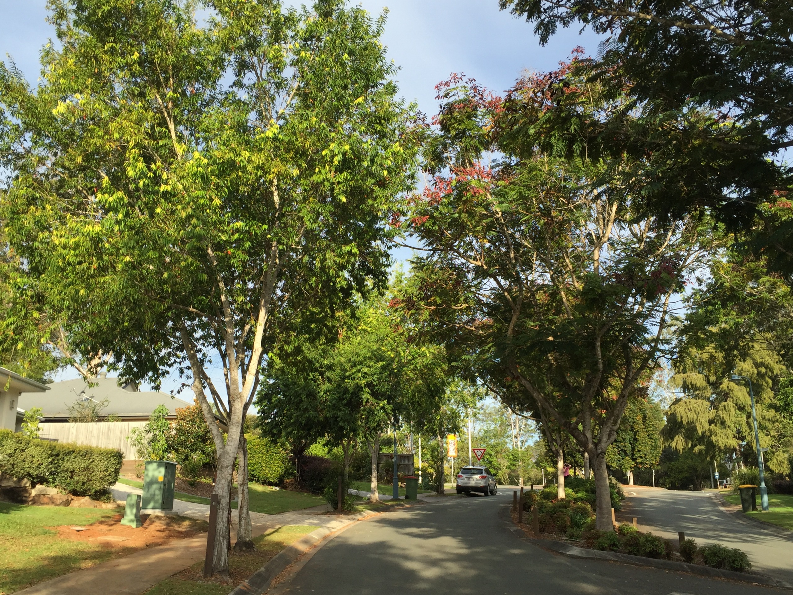 Street Tree Master Plan Refresh | Have your Say Sunshine Coast